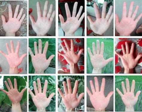 Palmprint Images Captured With Mobile Device Download Scientific Diagram