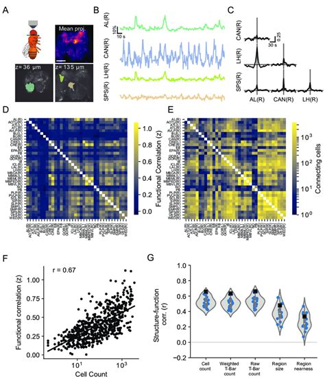 Structural Connectivity Revealed By The Connectome Predicts Resting Download Scientific Diagram