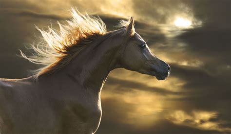 „Дјевојка бржа од коња” народна приповетка