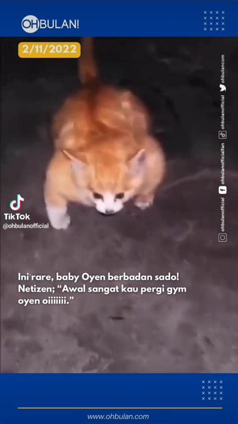 Mutant Cat Spotted In Malaysia Rmalaysia