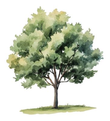 Tree Draw PNGs For Free Download
