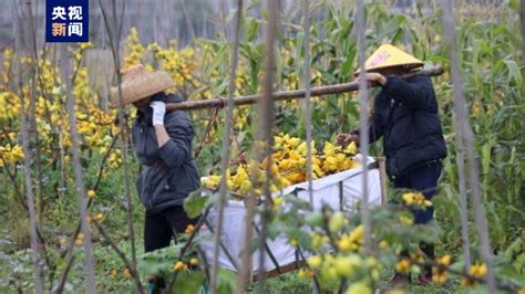 “行过花街才是年” 一起到广州传统花市体验新春仪式感→界面新闻 · 中国