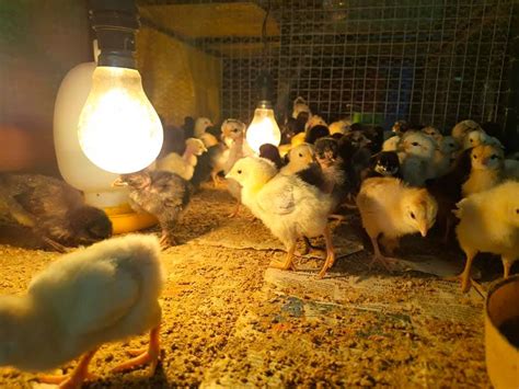 Simple අද මගේ ස්තූතිය වසරකට කීප වරක් දරුවන් දෙමාපියන් භාරයේ තබා අප දෙදෙනා එක්ව ගම්බද කෘෂි