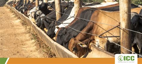 Tips On How To Improve Cattle Performance