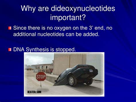 Ppt Human Genome Project Powerpoint Presentation Free Download Id 6686321