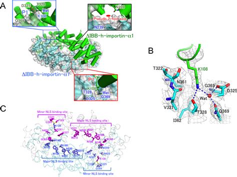 Crystal Structure Of Homodimeric Δibb H Importin α1 A The Closed Download Scientific Diagram