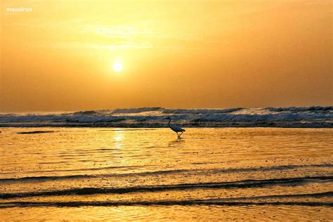 Ron Mazal Insearch Pk