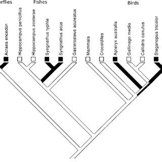 Phylogeny Of Sex Role Reversals This Phylogeny Illustrates The Download Scientific Diagram