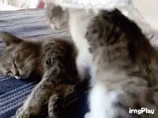 Cat Hug S Tenor