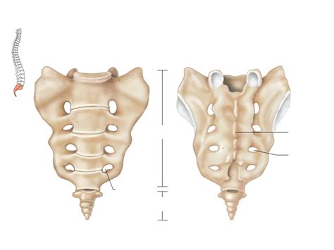 Lumbus Sacrum Orthoses Market Outlook In Depth Analysis Industry