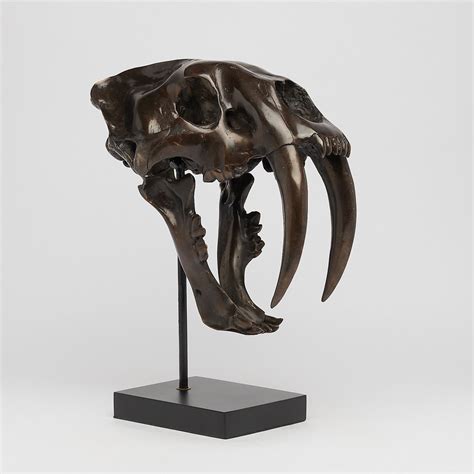 Sabre Toothed Tiger Skull Smilodon 38 Cm 18 Cm 32 Cm Catawiki