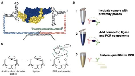 Proximity Ligation Assay From A Foundational Principle To A Versatile