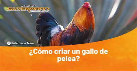 ¿cómo Criar Gallos De Pelea Navajas Gütermann