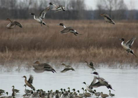 Weather Drought Impact Waterfowl Migration The Panolian