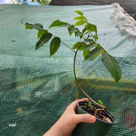 Shop Vintage And Planty