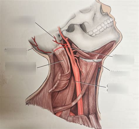 Chapter 6 Artery Diagram Quizlet Chapter 6 Artery Diagram Quizlet