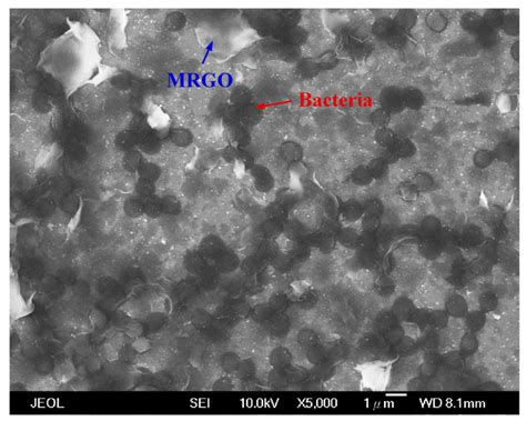 Sem Image Of Mrgo Sheets Capturing Bacteria S Aureus Scale Bar 1