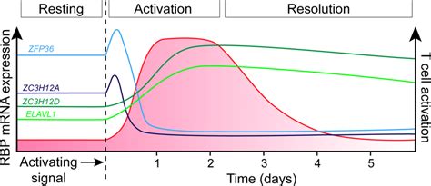 Dynamic Expression Of Specific Rbps At Different Stages Of T Cell