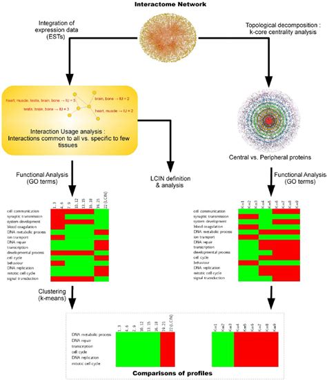Workflow The Human Interactome Network Is Analyzed With Two