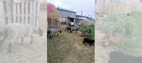 Овцы романовской породы купить в Шахазанах Животные и зоотовары Авито