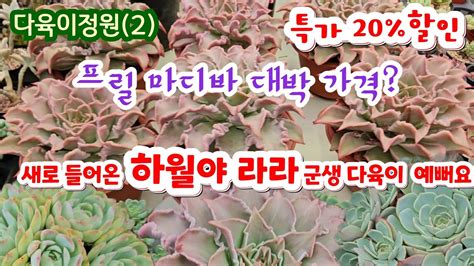 다육이정원2 이렇게 예쁜 군생 대품 하월야 입고 마디바 할인받아 대박 가격 입고된 다육이 레드탑 온슬로우 Youtube