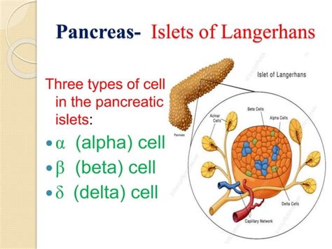 Pancreas Endocrine Function Ppt Pptx
