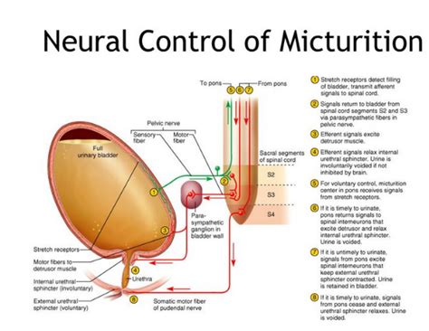 My Notes Its How I Graduated Medical School Neurogenic Bladder Umn Vs Lmn Physiology Made Easy
