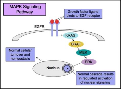 Mapk Pathwayras Raf Mek Erk Signaling Pathway