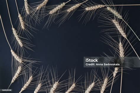 검은 색 배경에 원에 곡물과 잘 익은 밀 귀 텍스트 공간을 복사 건조한에 대한 스톡 사진 및 기타 이미지 건조한 곡초류 귀 부분 Istock