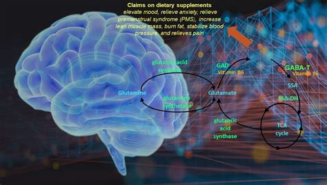 Gaba Neurotransmitter In Brain