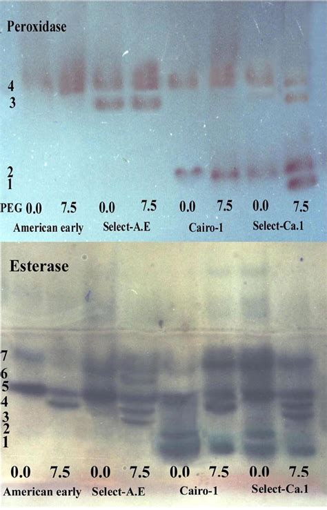 Electrophoretic Analysis Of Peroxidase And Esterase Isozyme Patterns Of Download Scientific