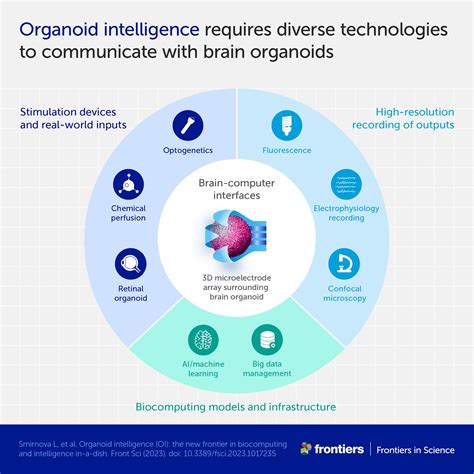 “organoid Intelligence” Revolutionary Biocomputers Powered By Human Brain Cells