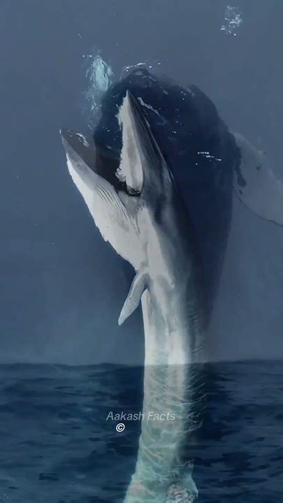 What Is Inside A Whales Mouth Youtube