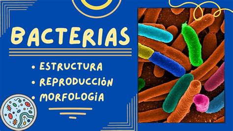 Generalidades De Las Bacterias Estructura Reproducción Y Morfología