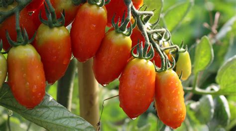 Imported Italian Peeled Tomatoes Pure Italian Products Supplier