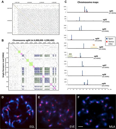 Ensete Glaucum Centromeric Repeat Structure A Dot Plot Download