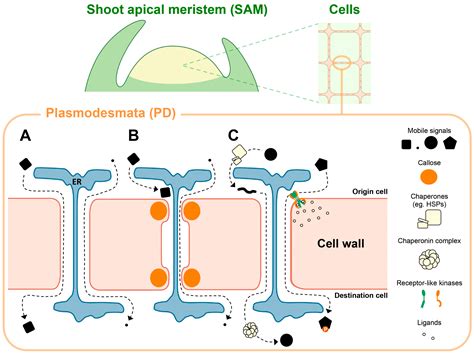 Plasmodesmata Mediated Cell To Cell Communication In The Shoot Apical