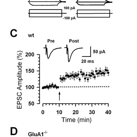 Abolishment Of Cingulate Potentiation In Glua1 Mice A Diagram Of Download Scientific
