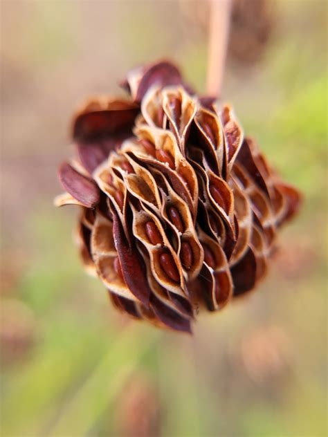 Illinois Bundleflower From Mueller Austin Tx Usa On August 21 2023 At 07 49 Pm By Aprilsee