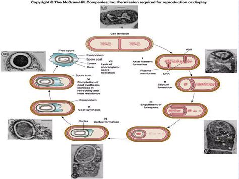 Bacterial Spore Ppt