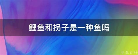 鲤鱼和拐子是一种鱼吗 业百科