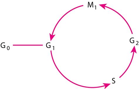 Image Cycle Cellulaire Édition Professionnelle Du Manuel Msd