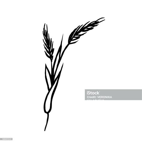 흰색 배경에 격리 된 낙서 스타일의 스파이크 벡터 그림입니다 건조한에 대한 스톡 벡터 아트 및 기타 이미지 건조한 건초 식물 경관 Istock