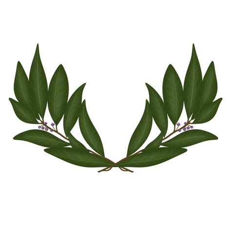 Laurel Hojas De Laurel Hierba 13453549 Png