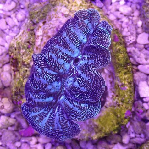 Ultra Crocea Cultured Clam Fast Delivery Abyss Aquatics Uk