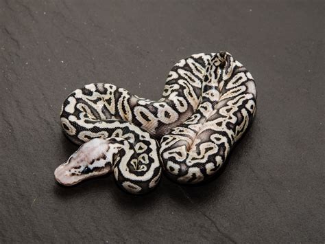 Ghi Het Red Axanthic Super Pastel Morph List World Of Ball Pythons