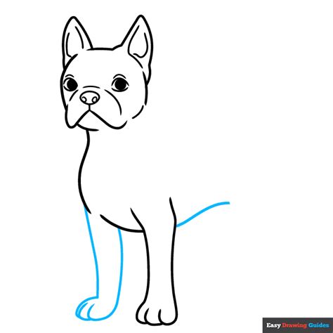 How To Draw A Boston Terrier Really Easy Drawing Tutorial