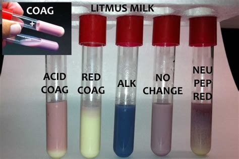 Litmus Milk Flashcards Quizlet