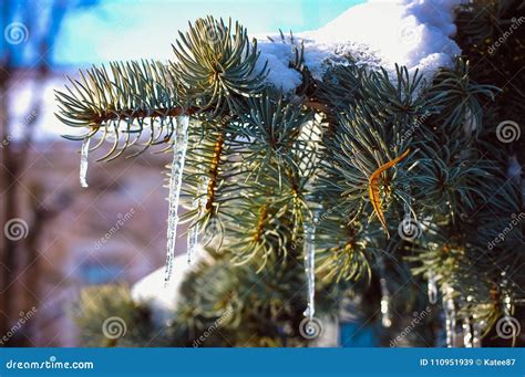 Icicles On The Trees During Melting And Then Again Freezing Stock Image