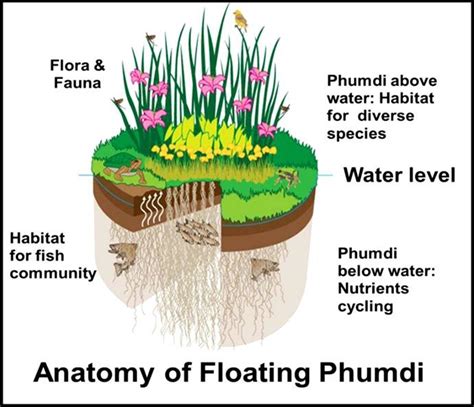Schematic Diagram Showing The Anatomy Of Floating Phumdi From Creating